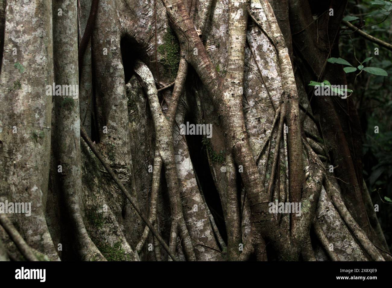 Aerial roots of a strangler fig in Tangkoko Nature Reserve, North ...