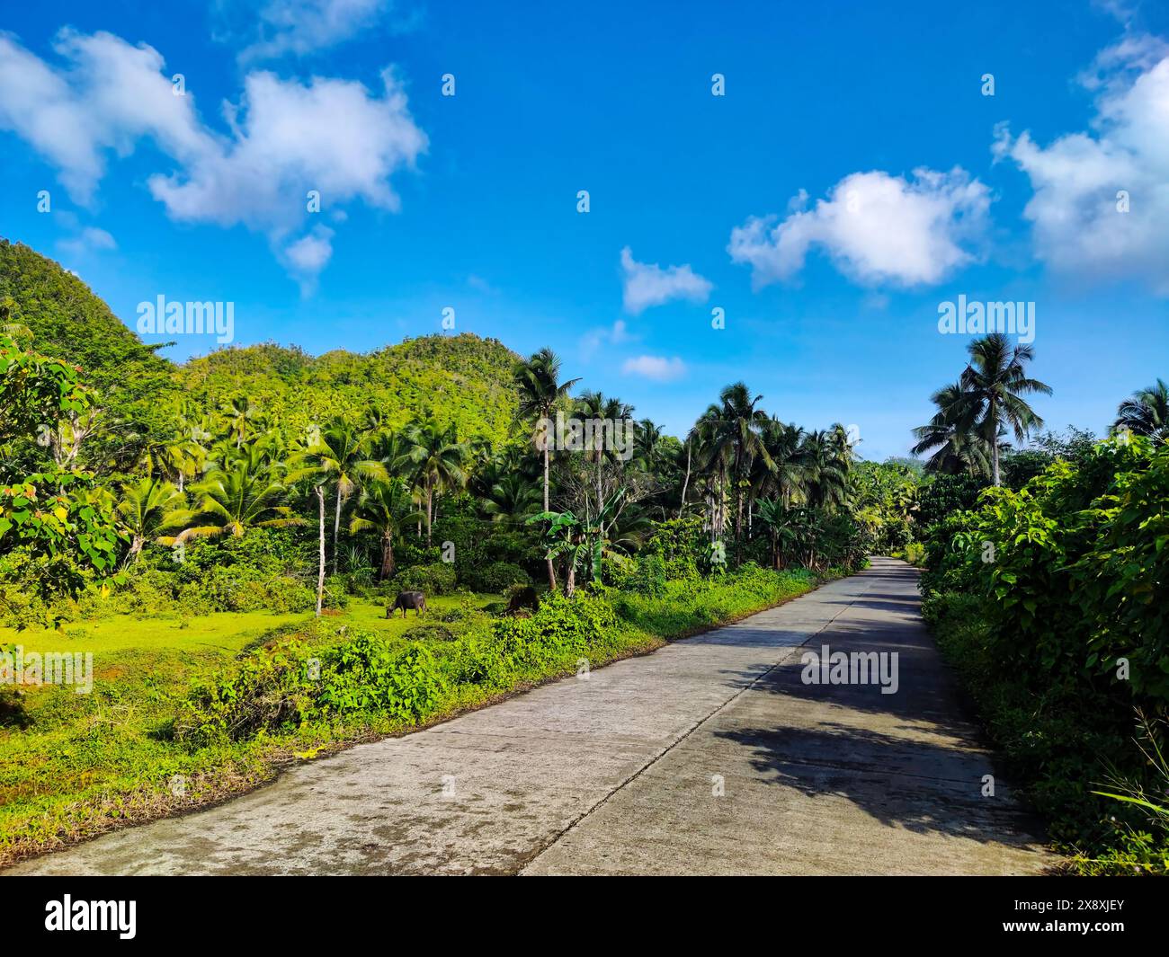 Empty two-lane provincial road in Siargao, Surigao del Norte ...