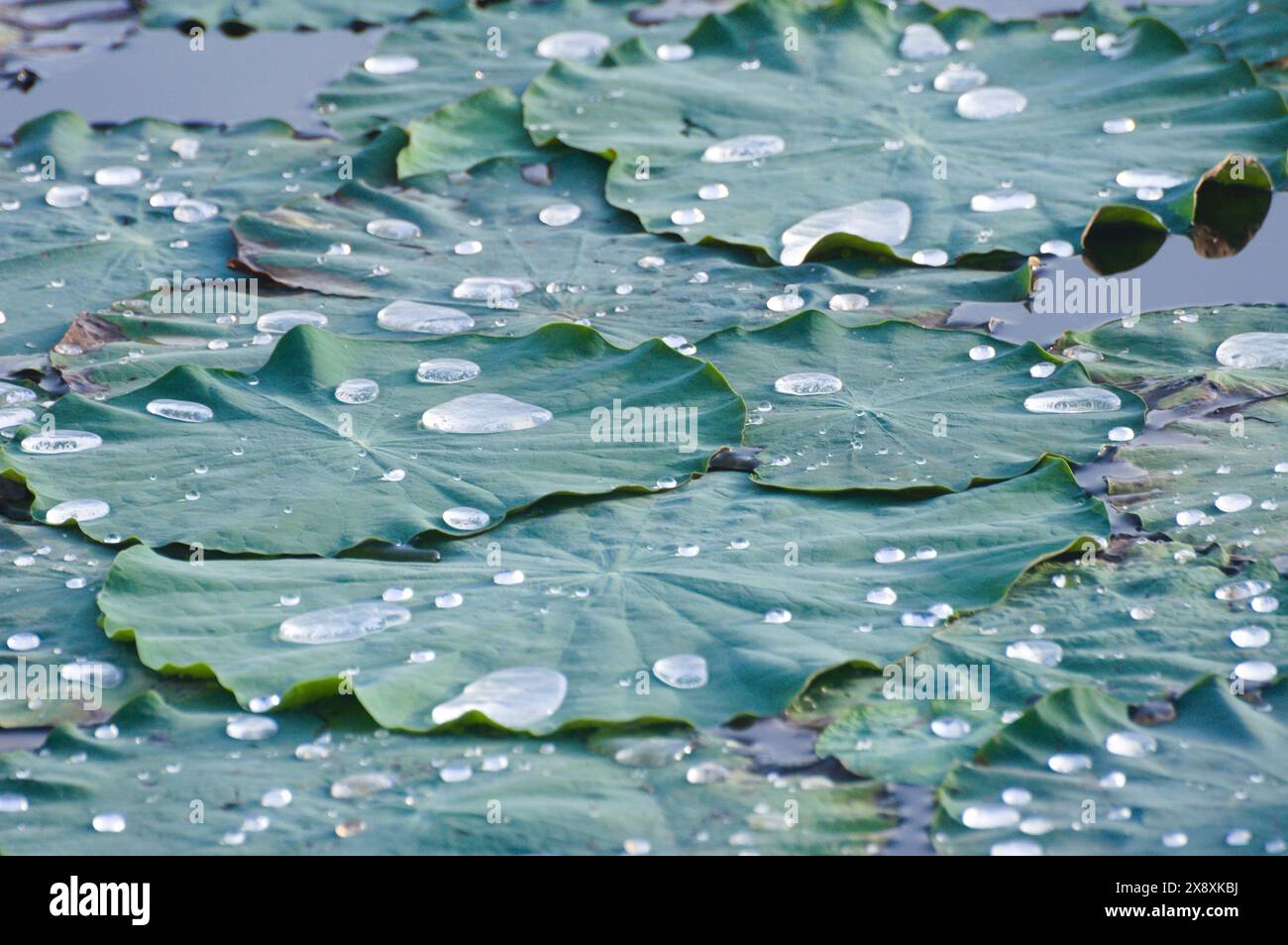 Surface gathered water hi-res stock photography and images - Alamy