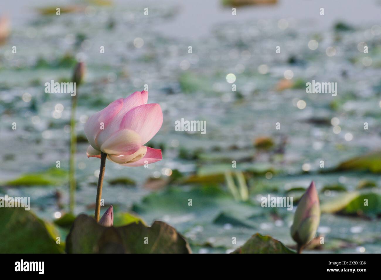 A half bloomed pink lotus in a glittering water background Stock Photo ...