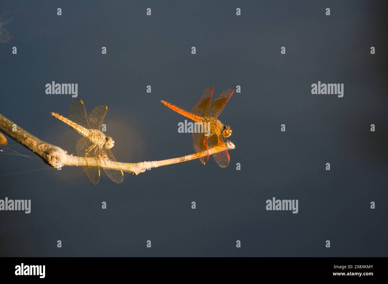 Dragonfly dragonflies hi-res stock photography and images - Alamy