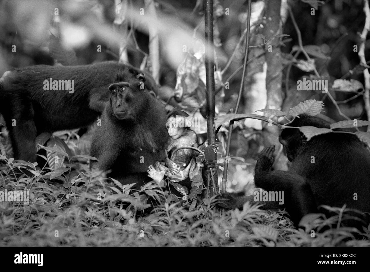 Primate behavior documentary hi-res stock photography and images - Alamy