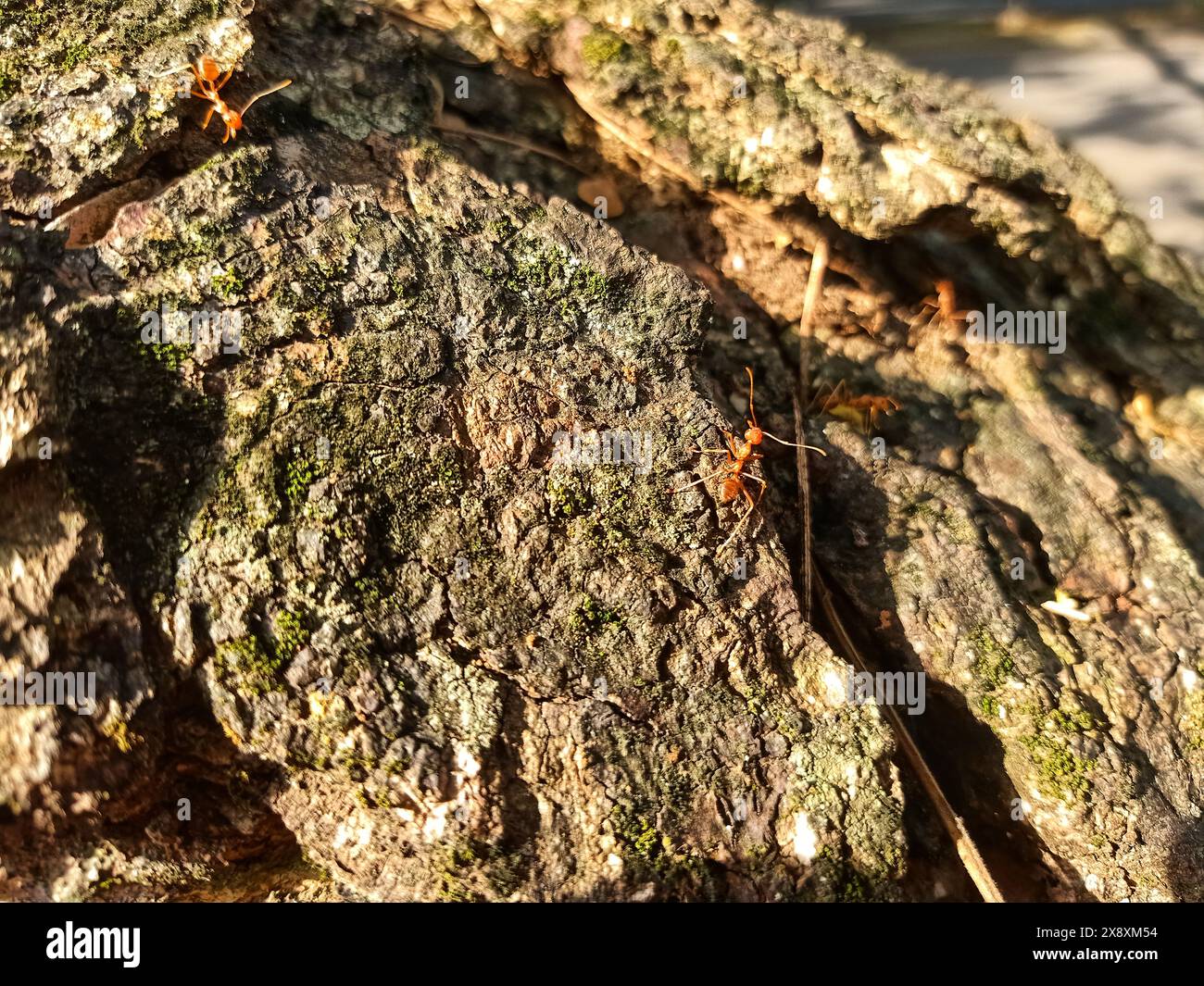 Ant age hi-res stock photography and images - Alamy