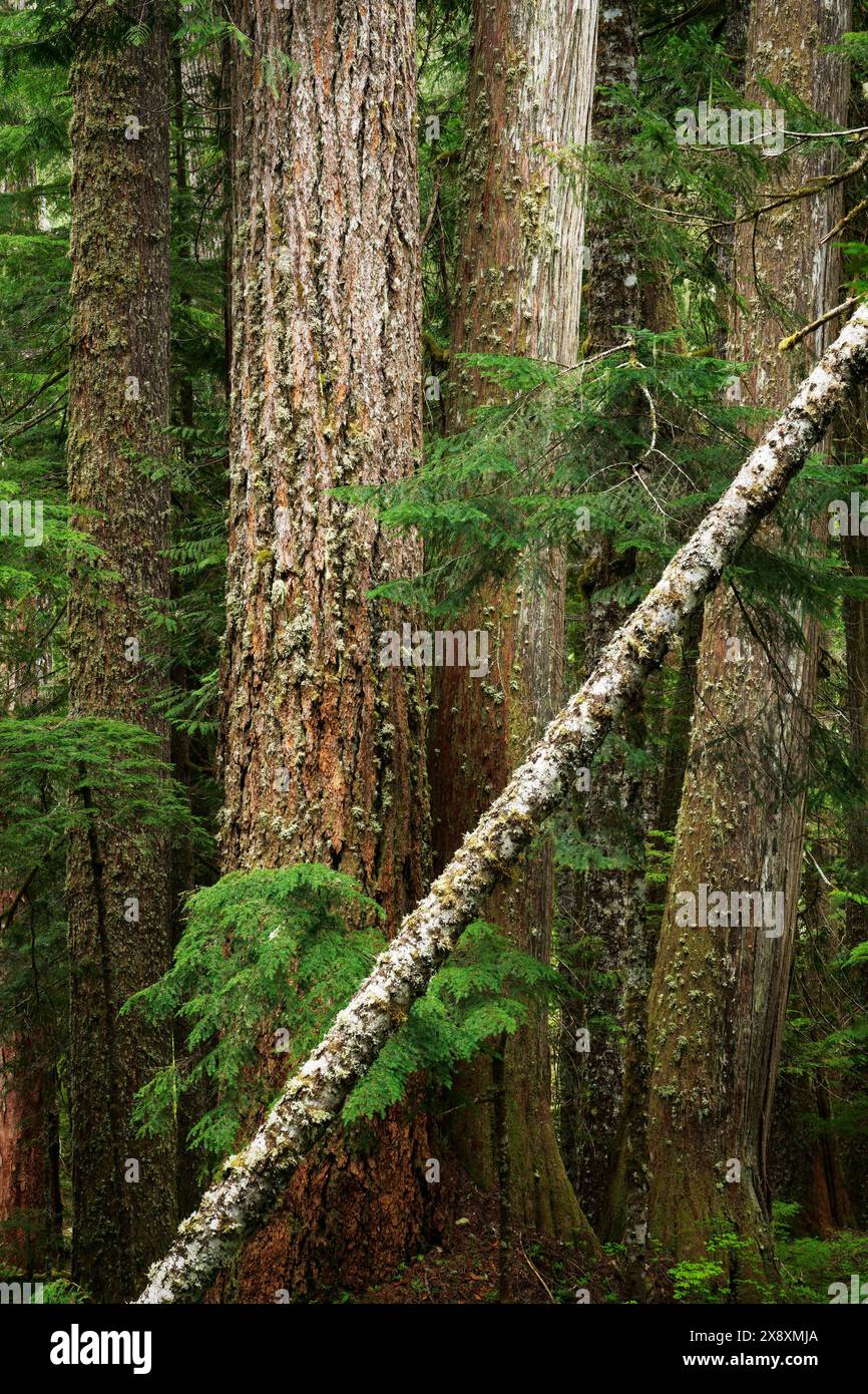 Stand of old-growth Douglas Fir trees, Glacier Peak Wilderness ...