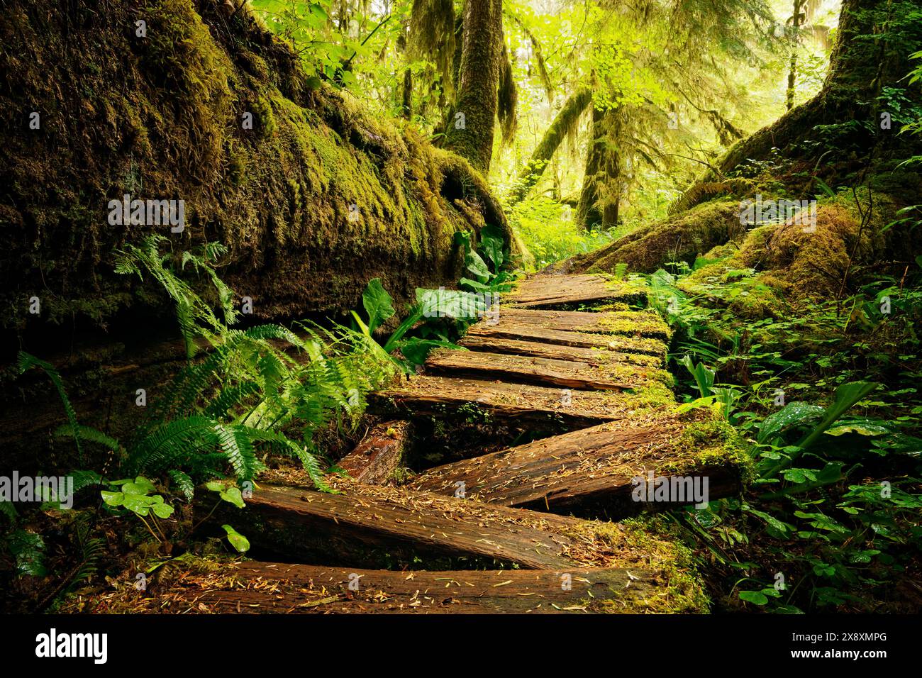 Broken planks on wooden trail boardwalk, Ira Spring Wetland Trail ...