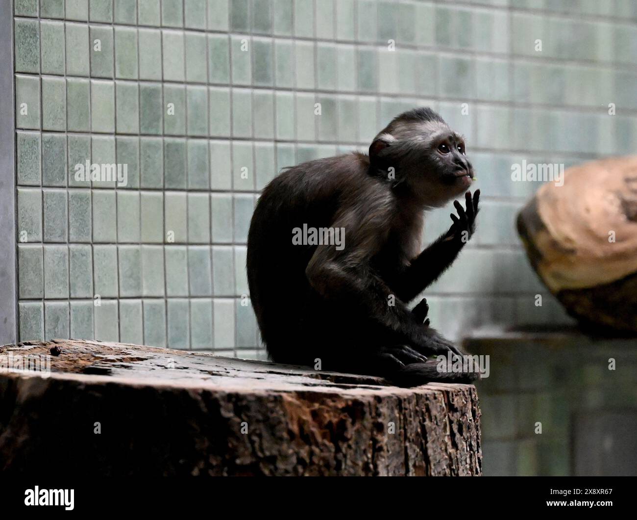 Berlin, Germany. 27th May, 2024. A monkey in an enclosure at Berlin Zoo ...