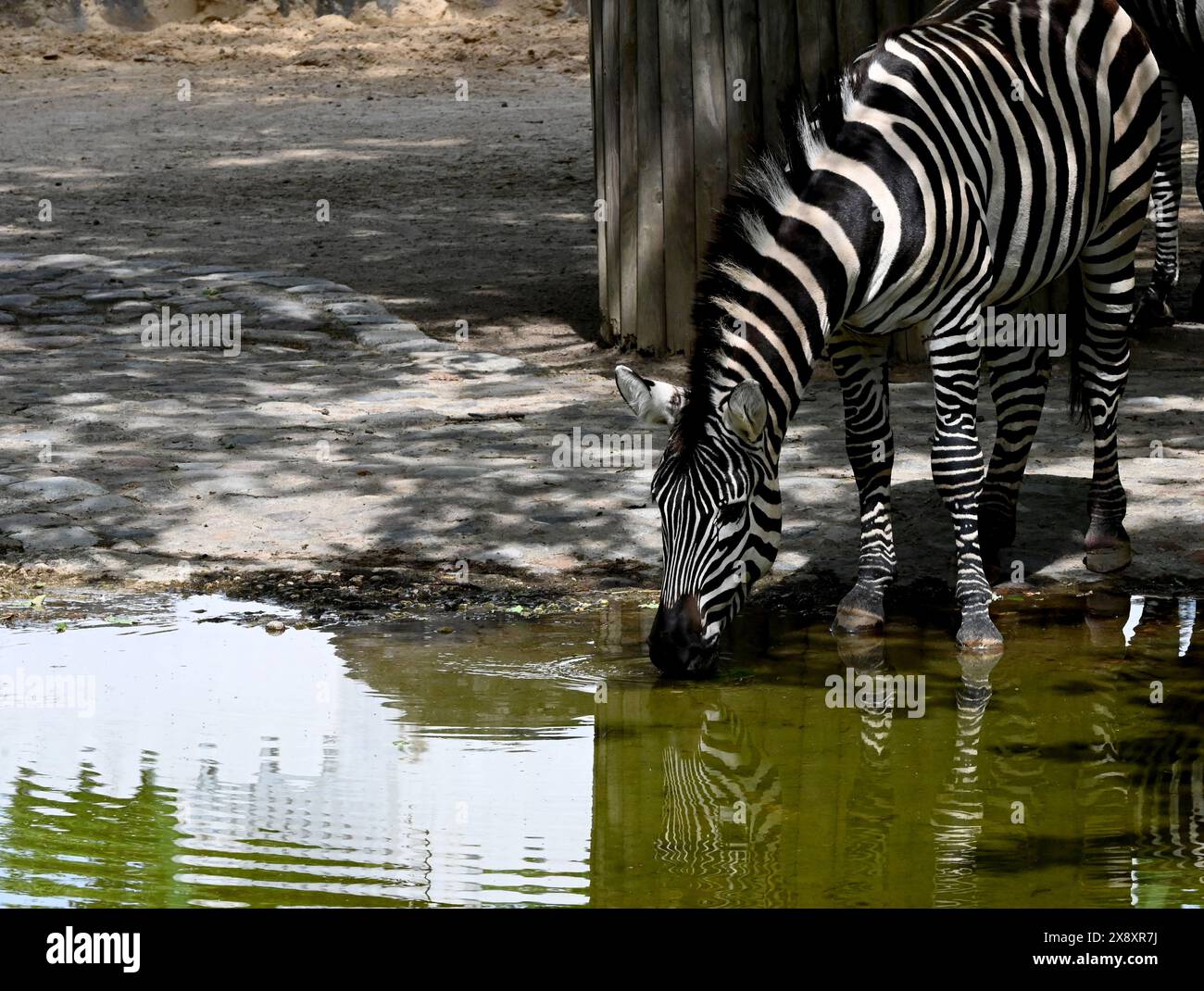 Berlin, Germany. 27th May, 2024. A zebra drinks from a drinking pool in ...