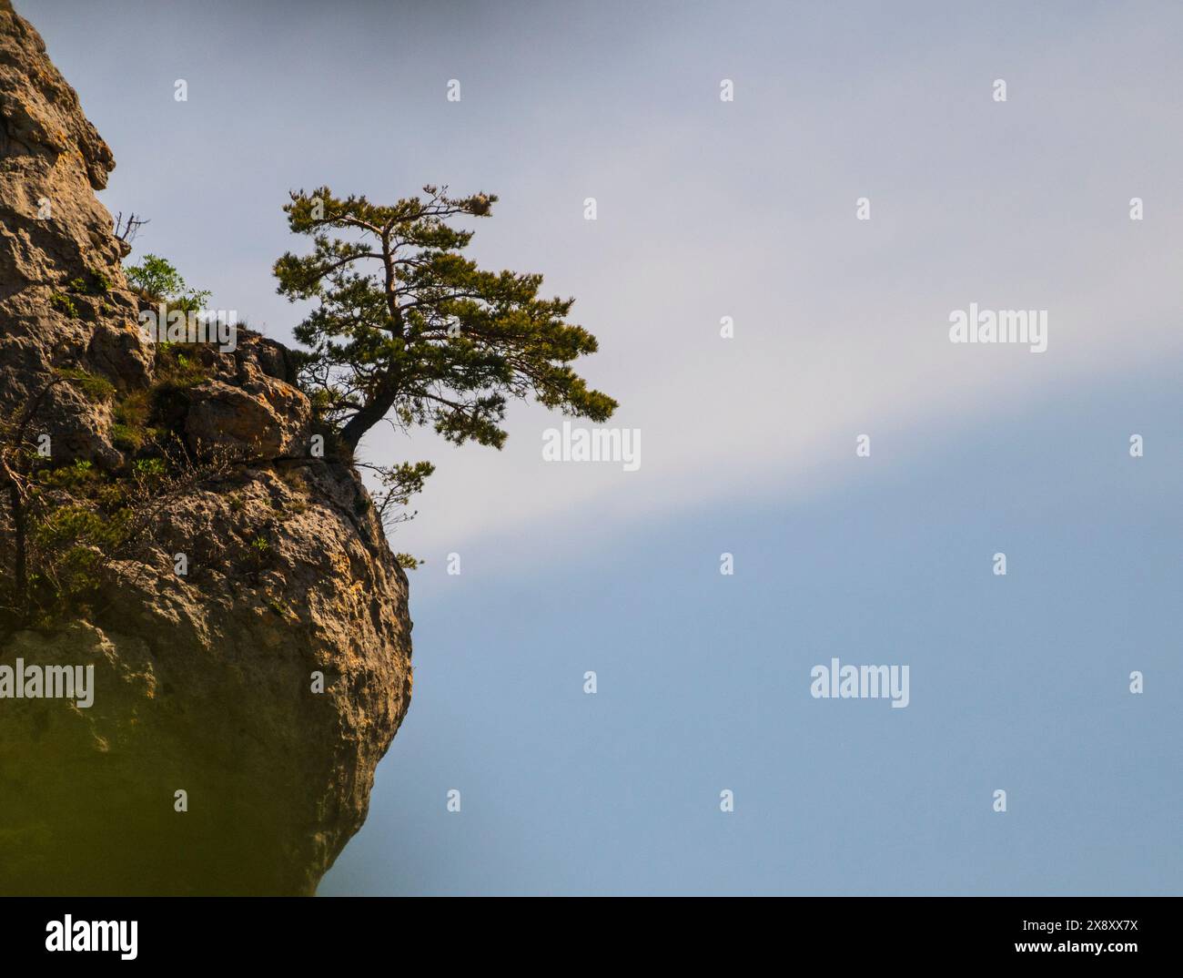 A lone standing tree on rocks overlooking the gorges de la jonte in the ...