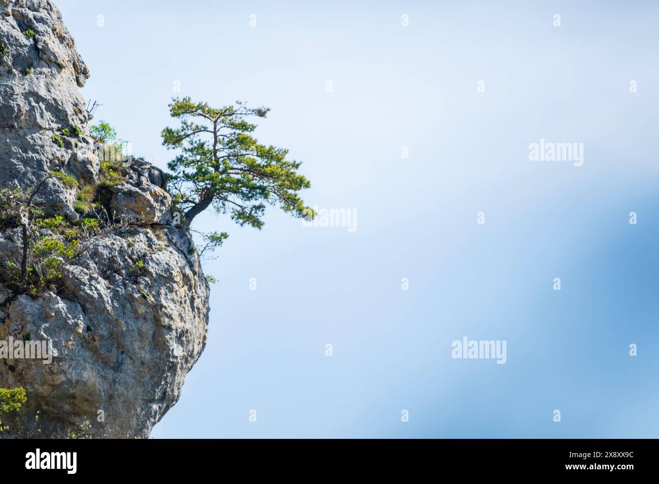 A lone standing tree on rocks overlooking the gorges de la jonte in the ...