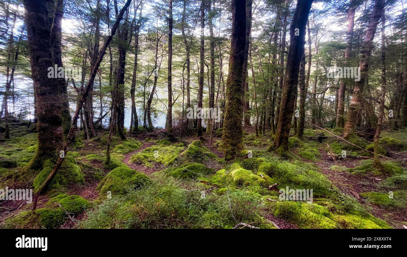 Moss lichen and ferns in the deep lush native bush by Lake Monowai ...