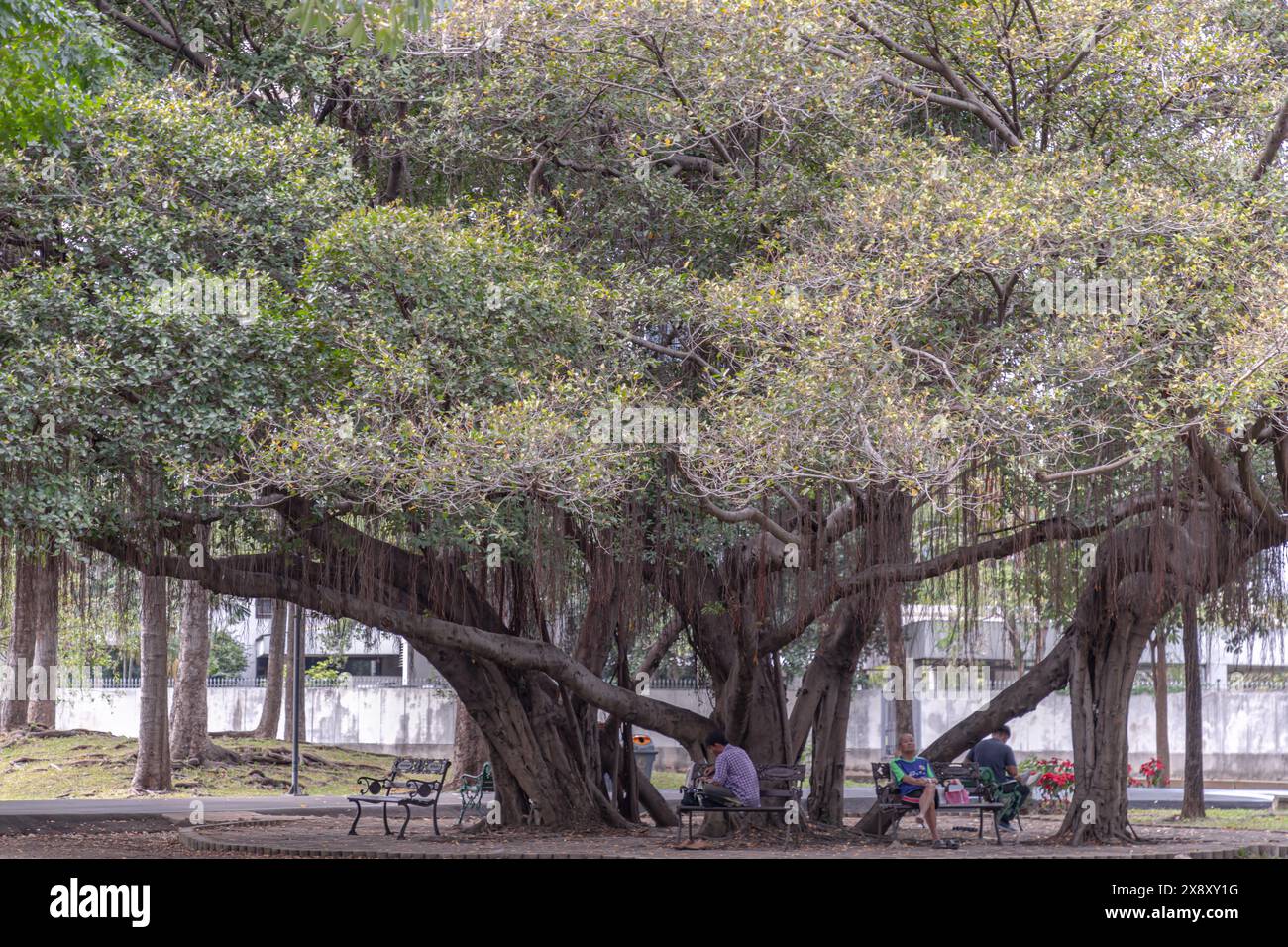 Big banyan tree scenic area hi-res stock photography and images - Alamy