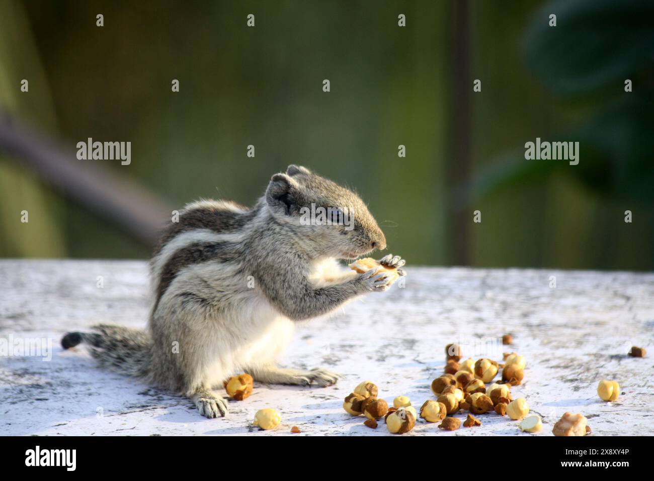 Indian palm squirrel (Funambulus palmarum) feasting on tasty morsel ...