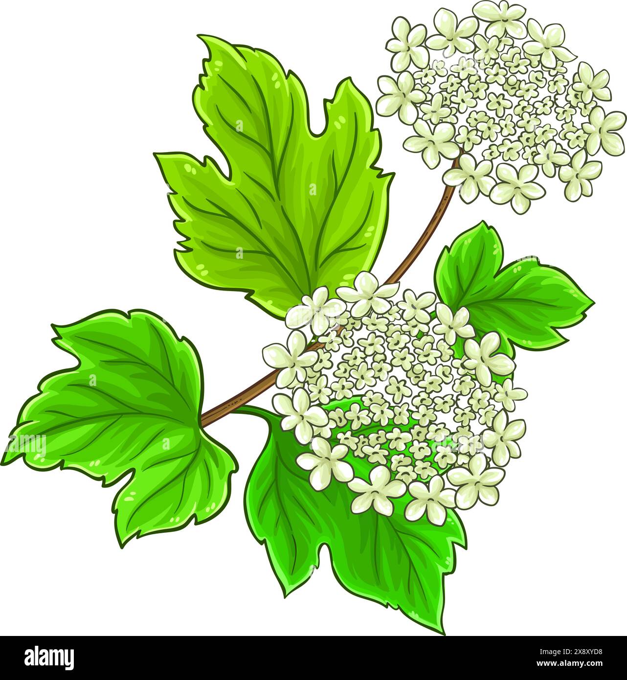 Guelder Rose Branch Colored Detailed Illustration Stock Vector Image ...