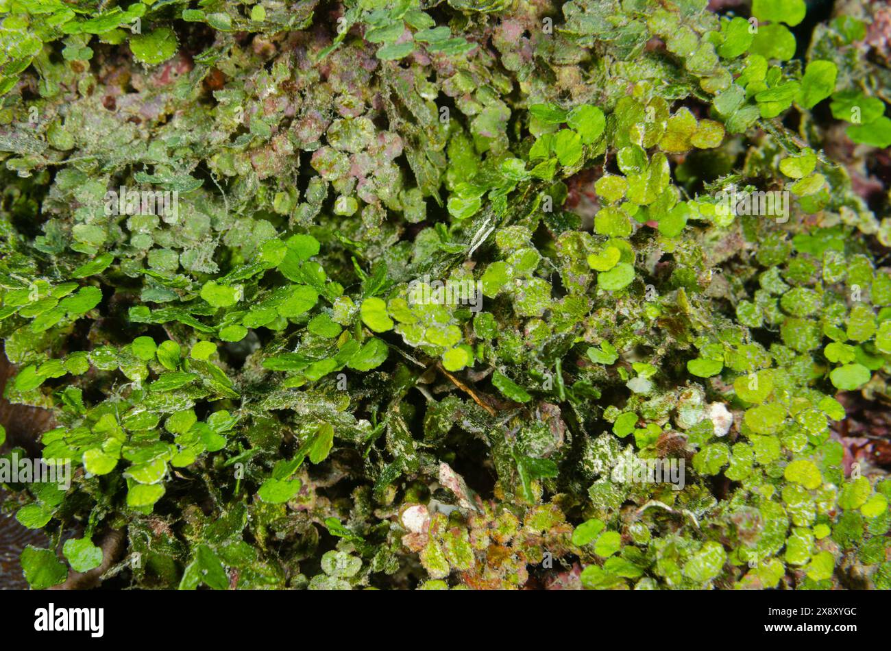 Green alga, Halimeda sp., Halimedaceae, Watamu Marine Nationa Park ...