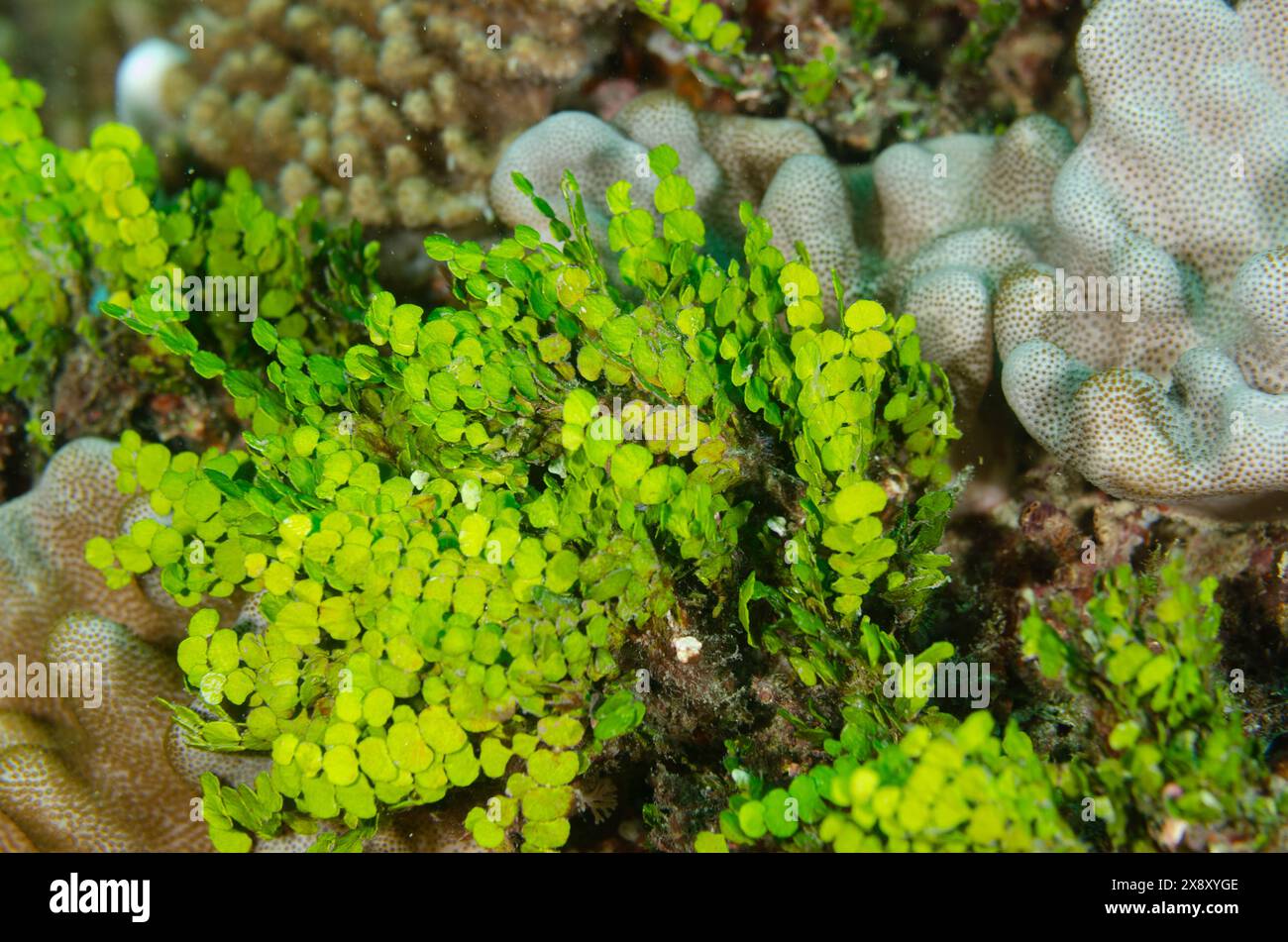 Green alga, Halimeda sp., Halimedaceae, Watamu Marine Nationa Park ...