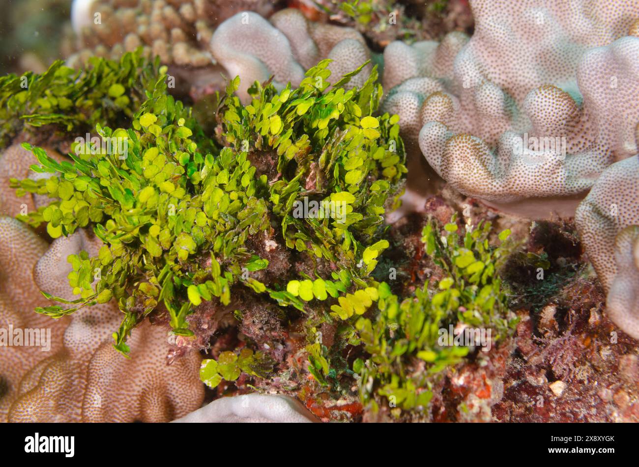 Green alga, Halimeda sp., Halimedaceae, Watamu Marine Nationa Park ...