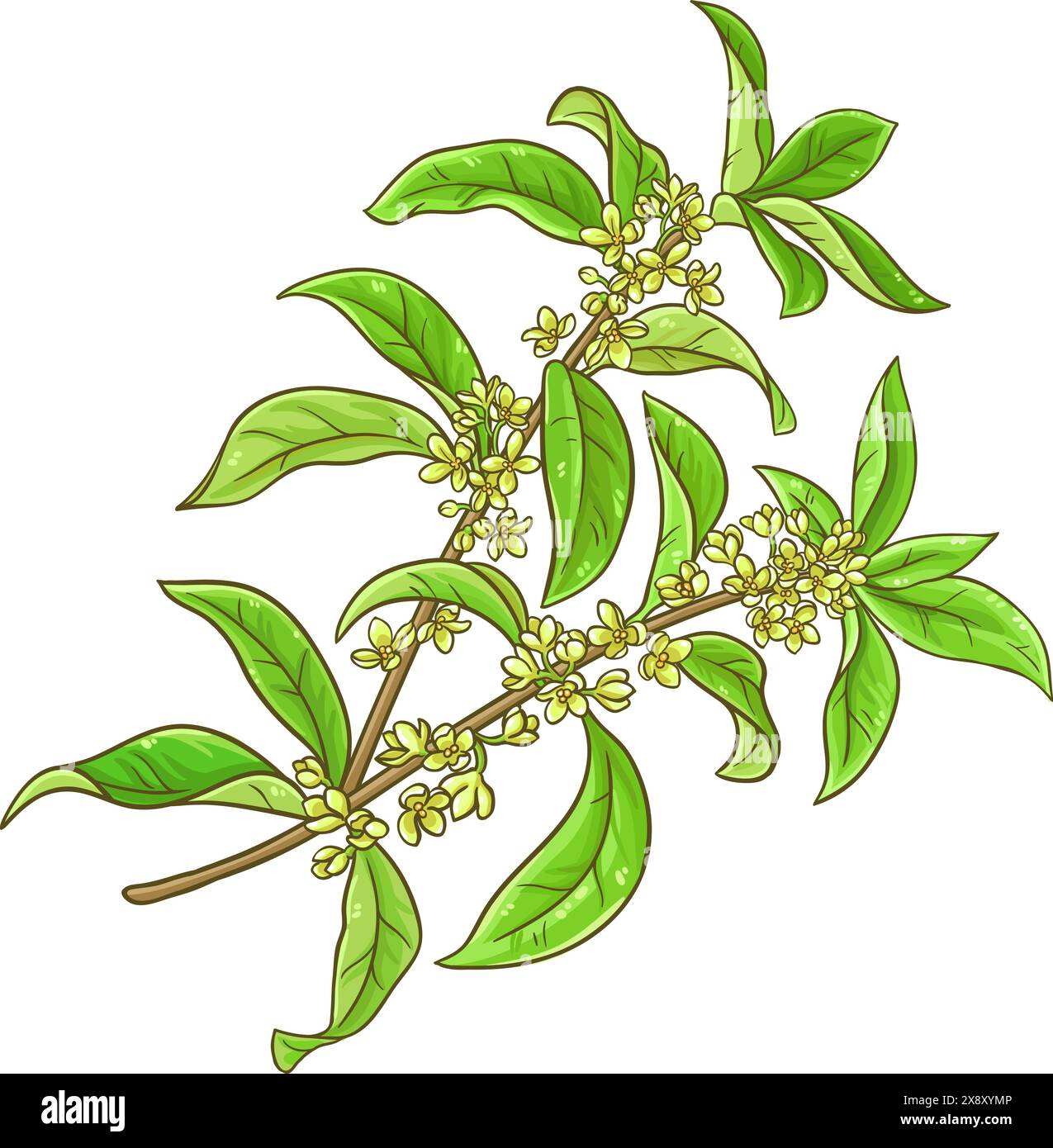 Osmanthus flowers Stock Vector Images - Alamy