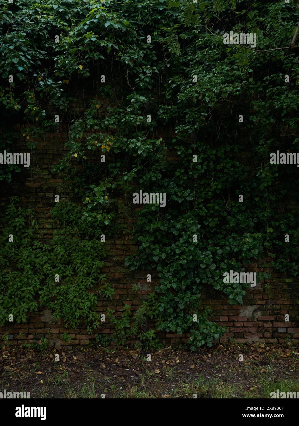 Dense ivy vines enveloping an old brick wall, showcasing the relentless ...