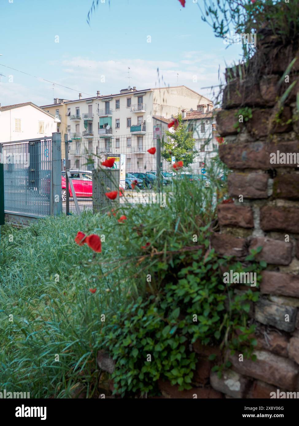 Cremona, Italy - May 15th 2024 Fresh poppies bloom alongside an ancient ...