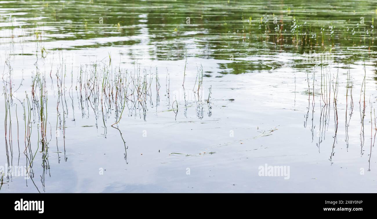 Natural panoramic background photo with flowers of Lobelia dortmanna ...