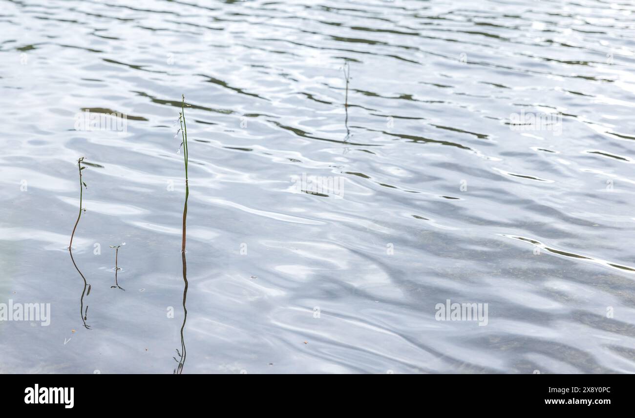 Natural background photo with flowers of Lobelia dortmanna, Dortmanns ...