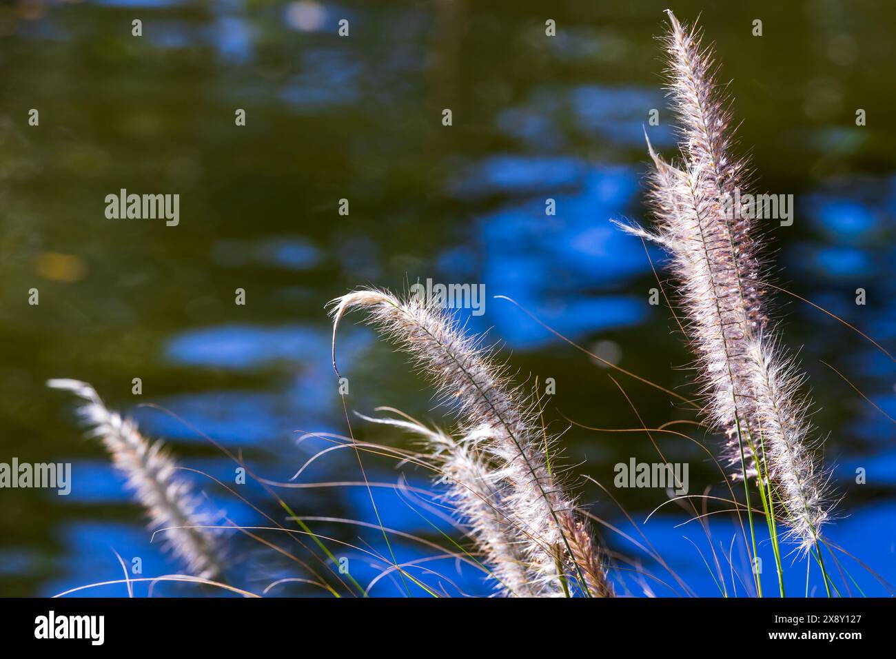 Coastal grass and blurred lake water background. Cenchrus setaceus ...