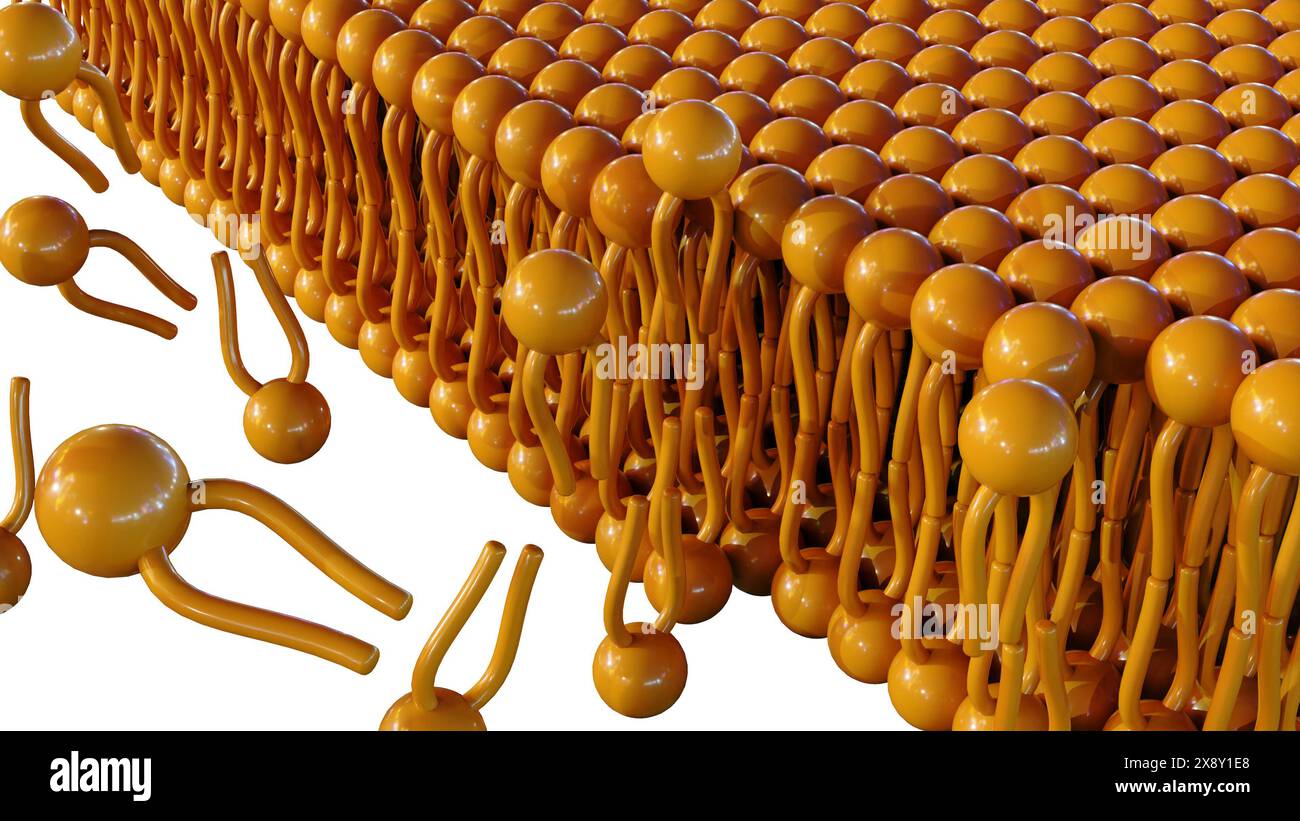 3d rendering of assembly or formation phospholipids into bilayer ...