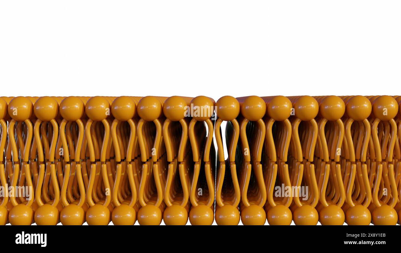 3d rendering of lipid bilayer on the white background Stock Photo - Alamy