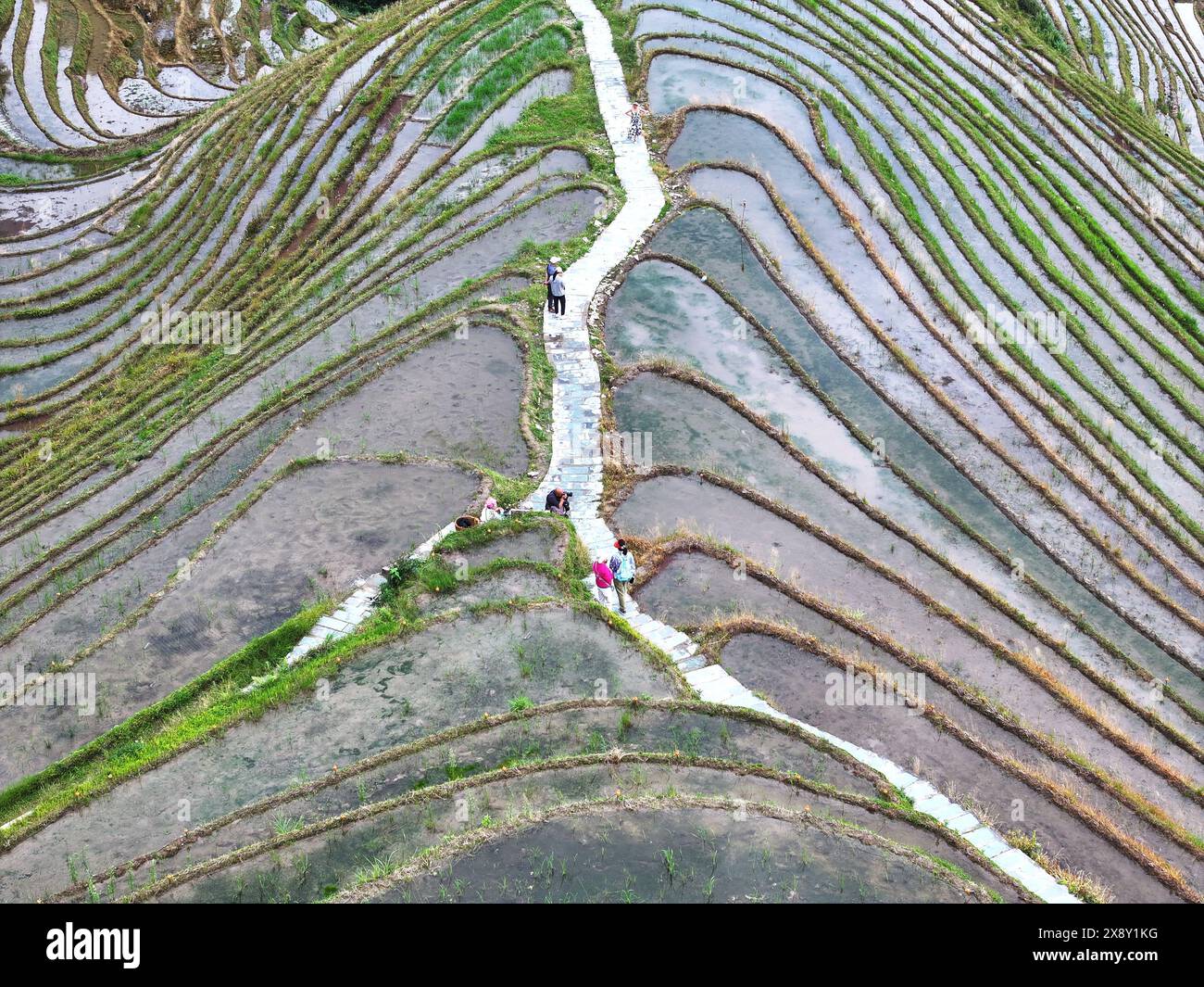 Longsheng. 27th May, 2024. An aerial drone photo taken on May 27, 2024 ...