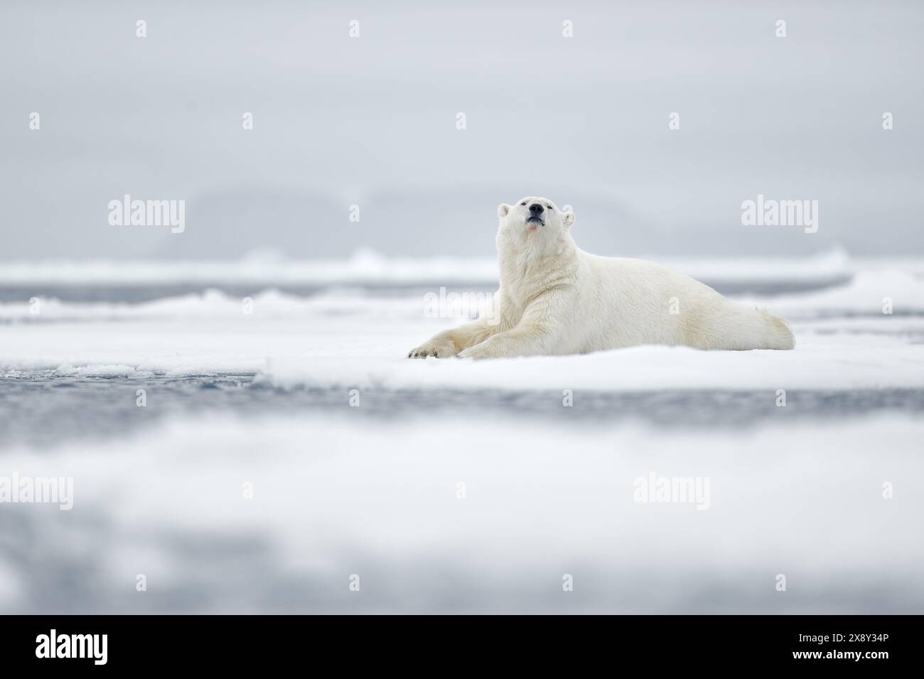 Wildlife Svalbard, Norway. Bears with carcass fur coat skin, wildlife ...