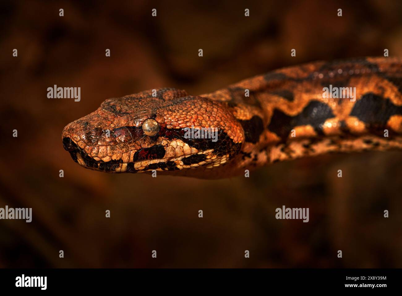 Madagascar Tree Boa, Sanzinia madagascariensis, big snake curled coiled ...