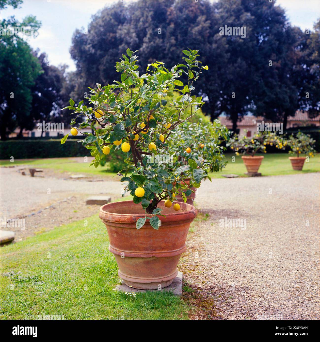 A lemon tree from an orangerie in a Tuscan villa, shot with analogue ...
