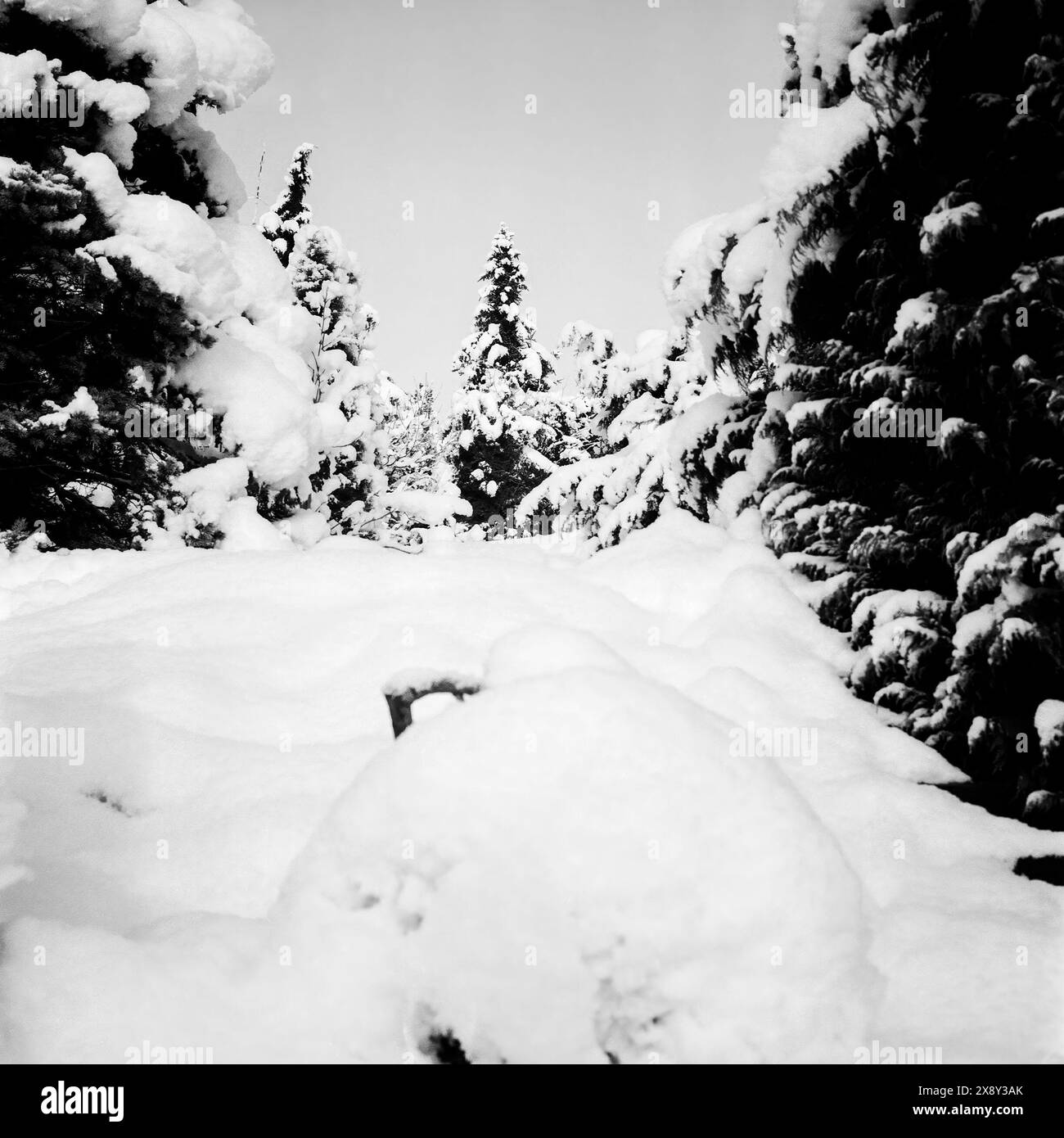 Trees in the Swiss Alps under an heavy snowfall, shot with analogue ...