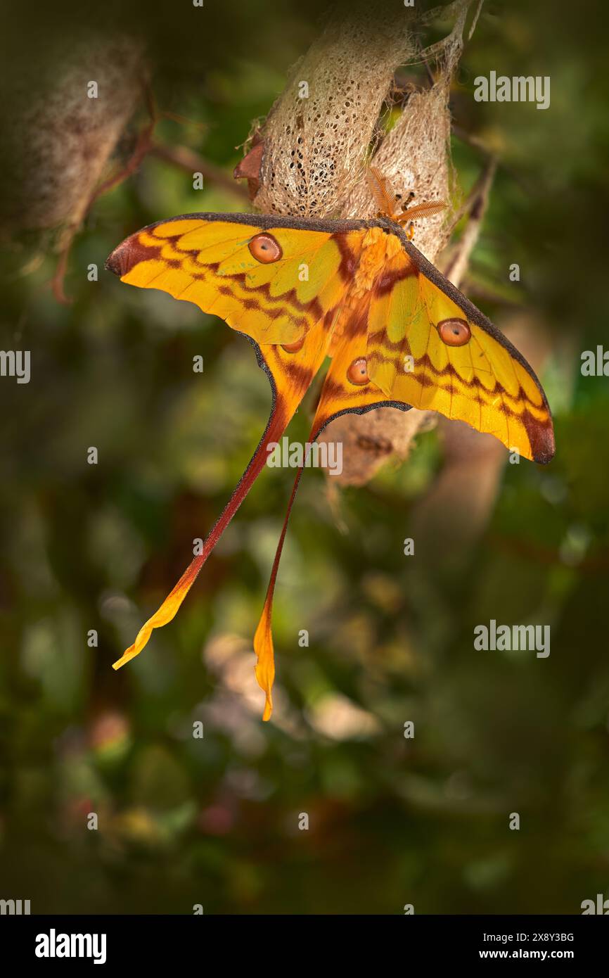 Madagascan moon moth with big cocoon in green vegetatin. Comet moth ...