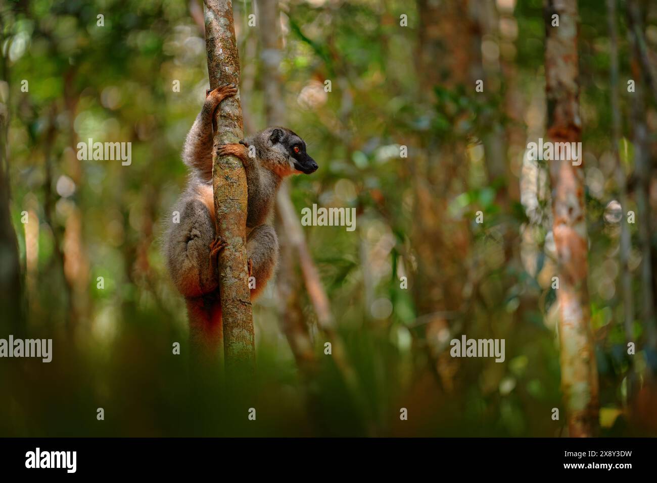 Wildlife Madagascar. Eulemur rubriventer, Red-bellied lemur, Akanin’ ny ...