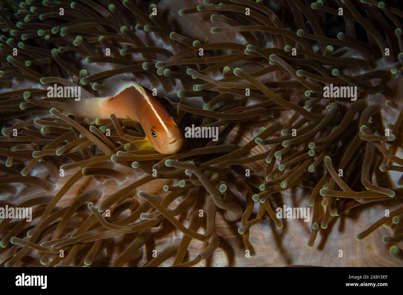 Skunk Anemonefish, Amphiprion akallopisos, Pomacentridae, Watamu Marine ...