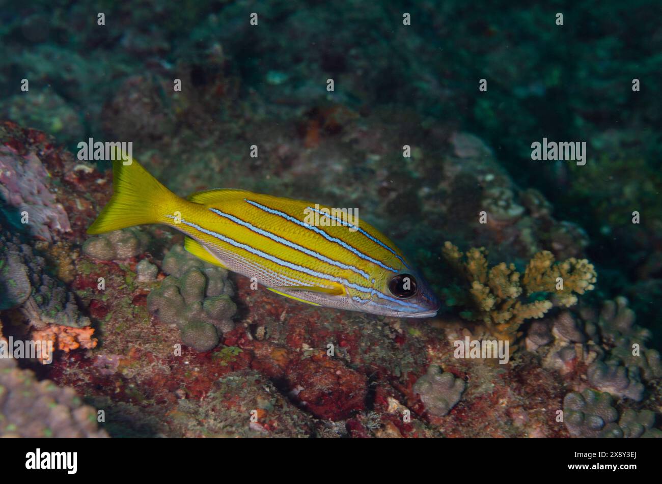 Yellowstripe snapper, Lutjanus kashmira, Lutjanidae, Watamu Marine ...