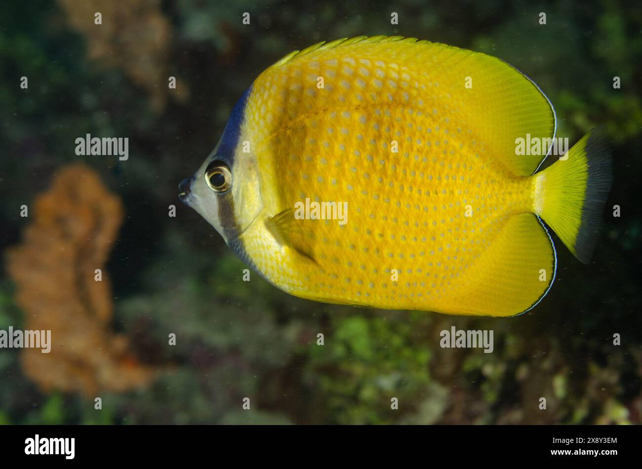 Kleins butterfly fish hi-res stock photography and images - Alamy