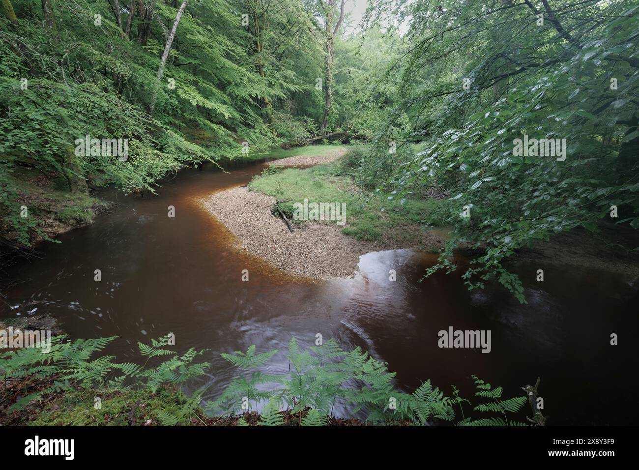 A river flowing through an opening in the New Forest with trees showing ...