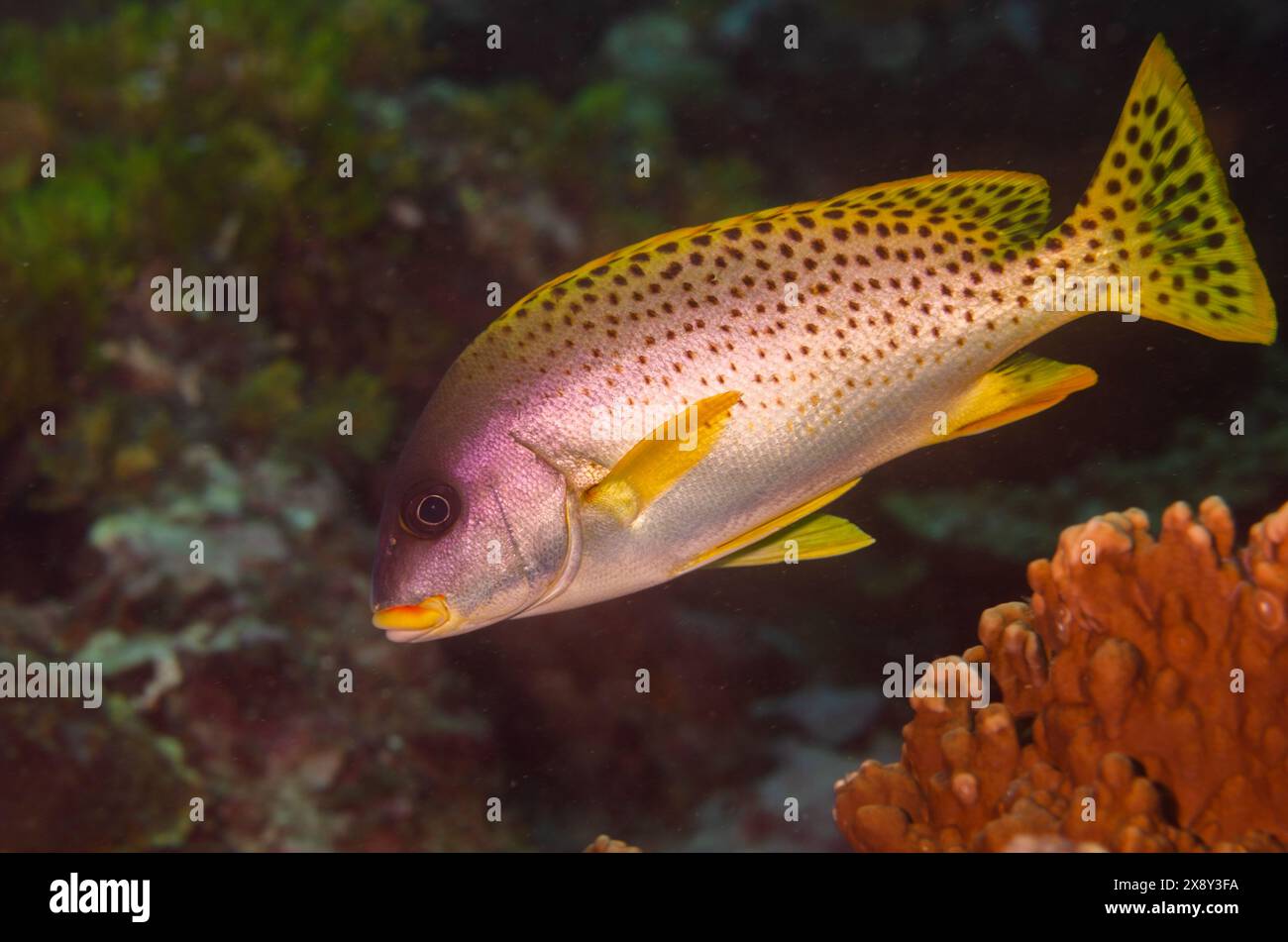 Blackspotted Sweetlips, Plectorhinchus gaterinus, Haemulidae, Watamu ...