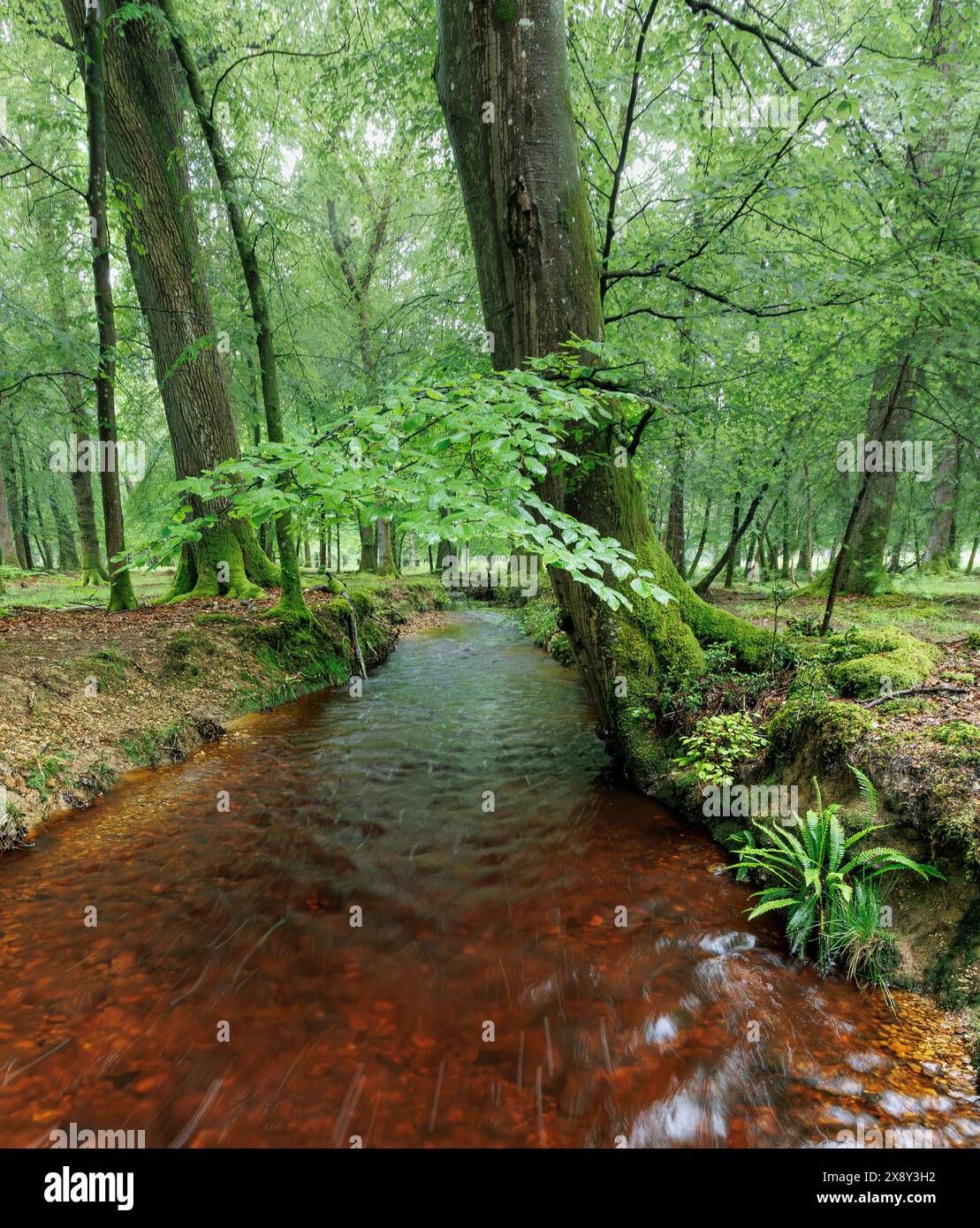 A serene small river flows through the lush New Forest in Hampshire, UK ...
