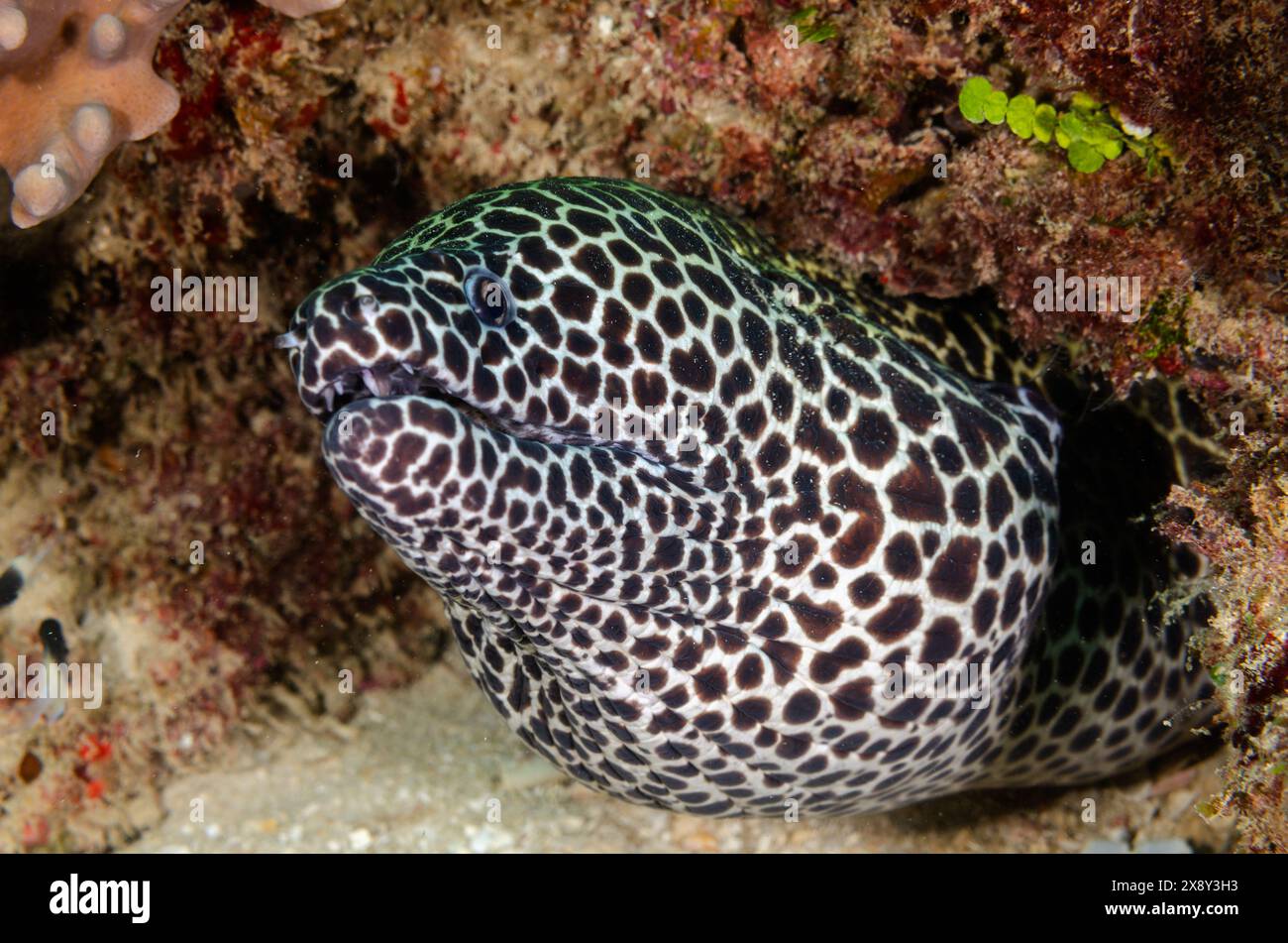 Honeycomb Moray Eel or Leopard moray eel, Gymnothorax favagineus ...