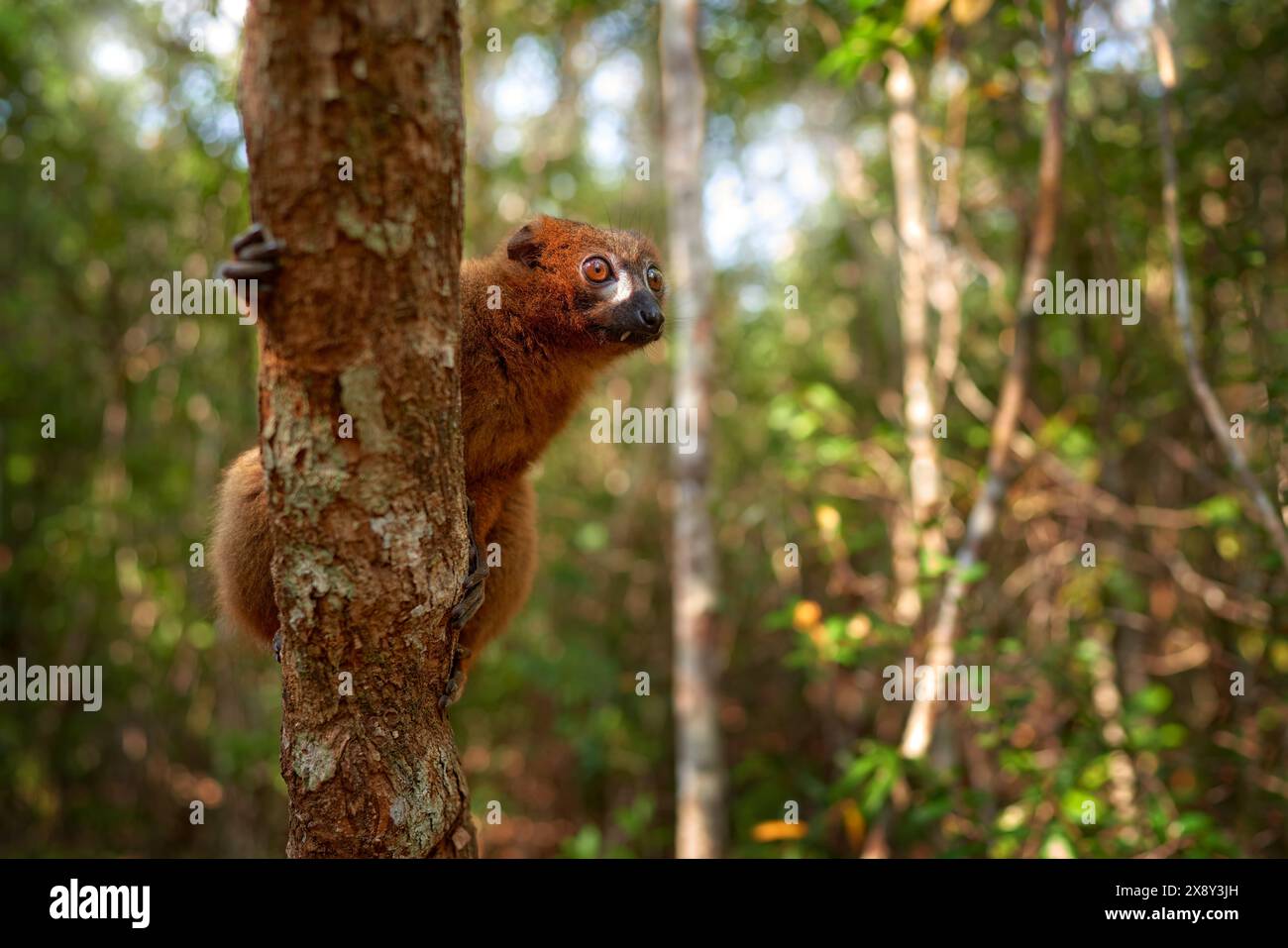 Wildlife Madagascar. Eulemur rubriventer, Red-bellied lemur, Akanin’ ny ...