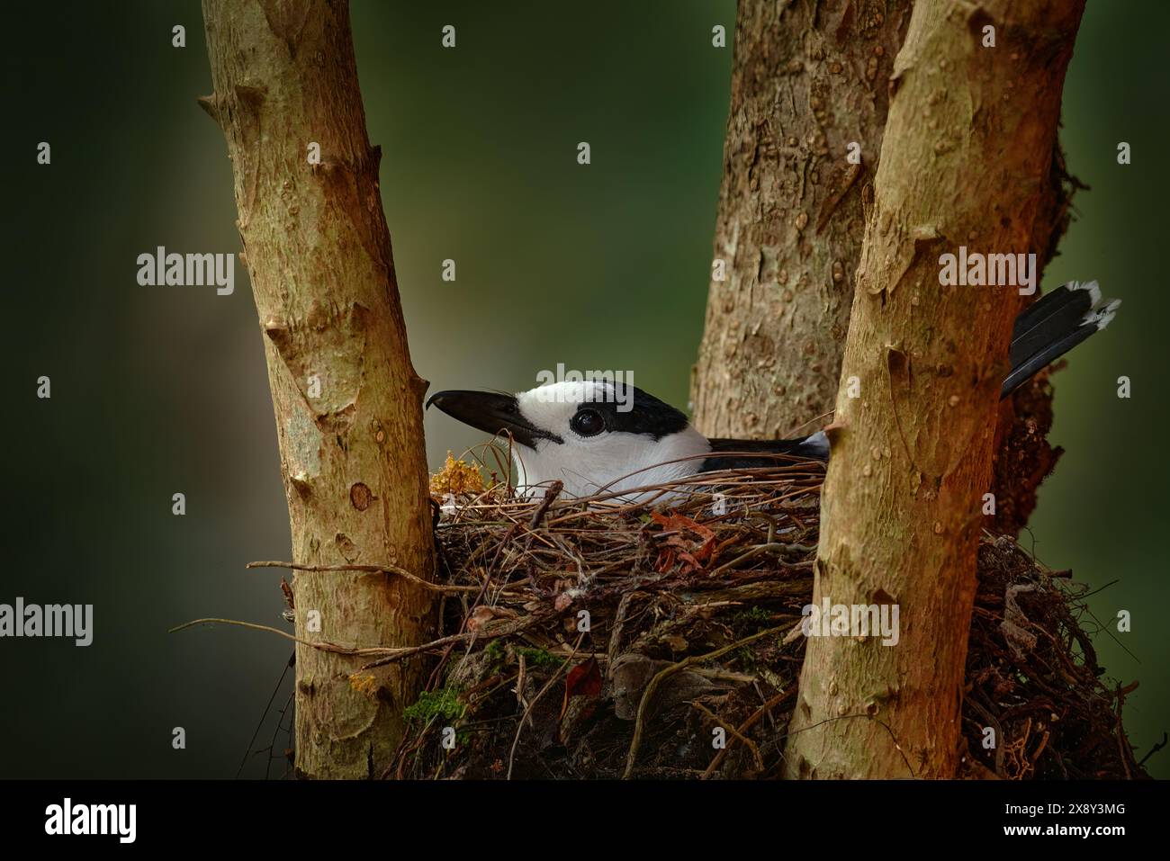 Vanga in the forest nest. Hook-billed vanga, Vanga curvirostris, bird ...