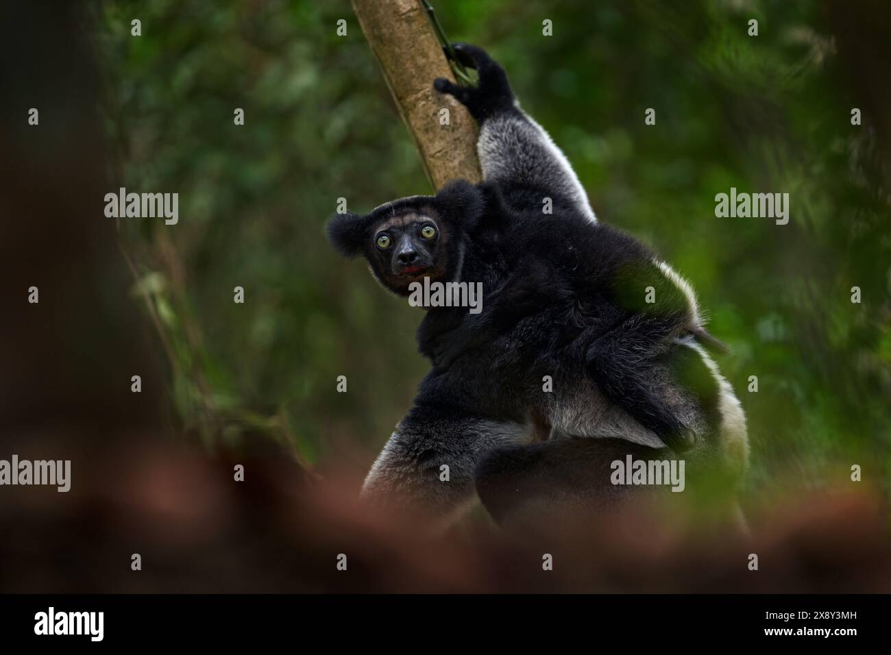 Wildlife Madagascar, indri monkey portrait with young, Madagascar ...
