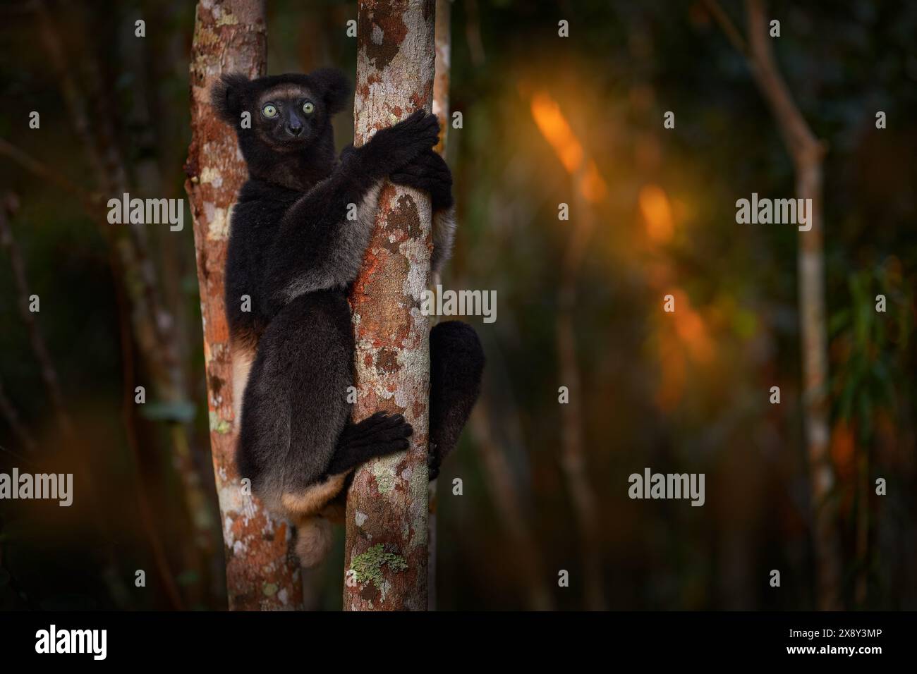 Wildlife Madagascar, indri monkey portrait, Madagascar endemic. Lemur ...