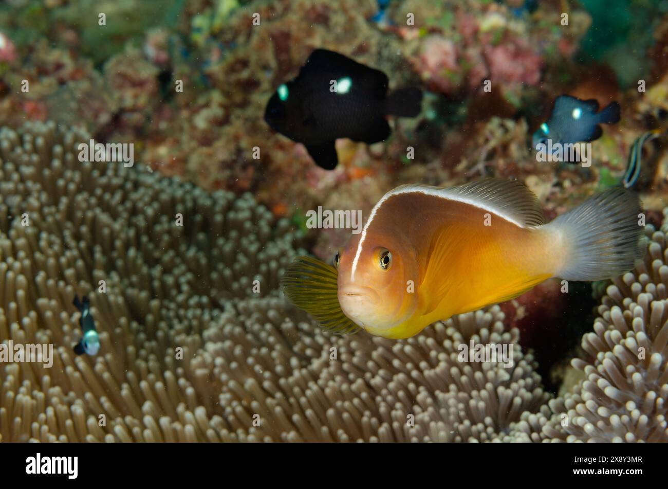 Skunk Anemonefish, Amphiprion akallopisos, Pomacentridae, Watamu Marine ...