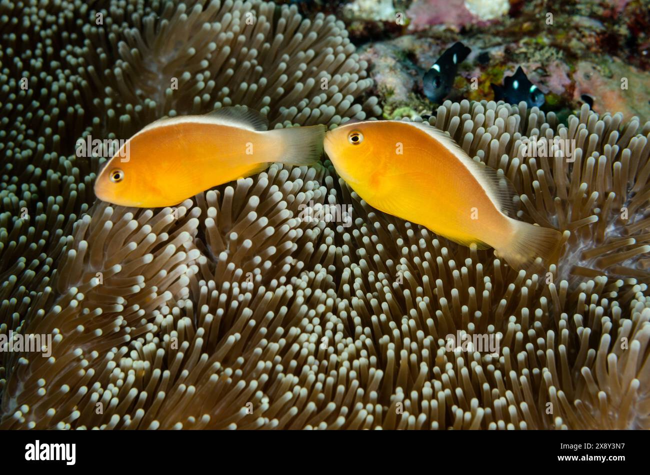 Skunk Anemonefish, Amphiprion akallopisos, Pomacentridae, Watamu Marine ...