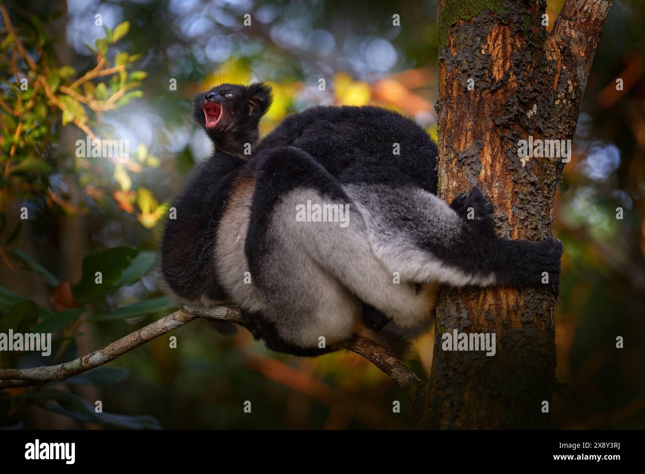 Young cub cries shouting, open muzzle. Wildlife Madagascar, indri ...