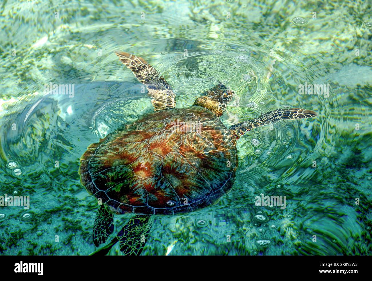 Top view of Green turtle (Chelonia mydas) swimming in clean sea water ...